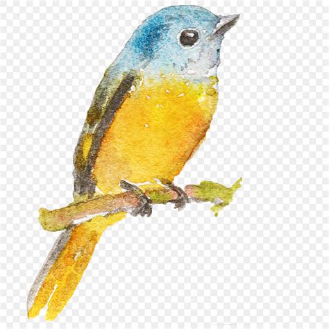 Yellow Sparrow Beautiful Sparrow Beautiful Sparrow Cartoon Illustration