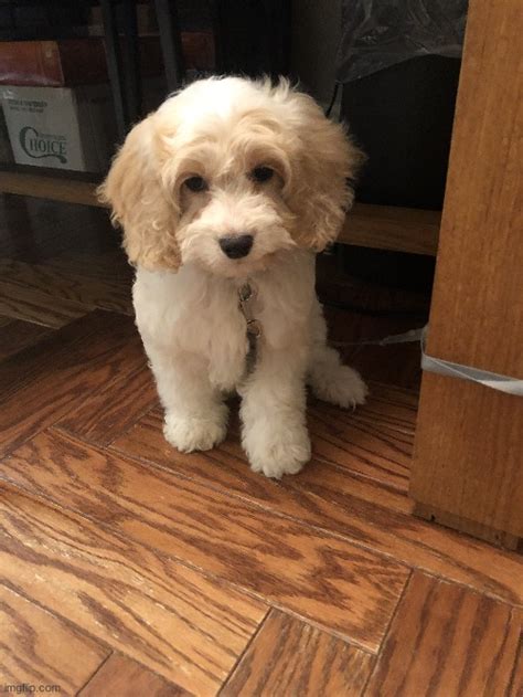 Heres My Puppy Cockapoo Morgan Imgflip