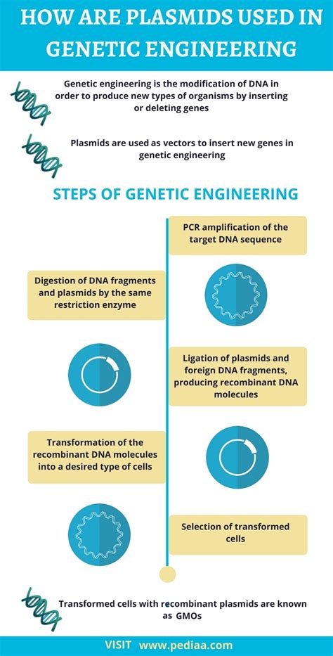 How Are Plasmids Used In Genetic Engineering Pediaa Com