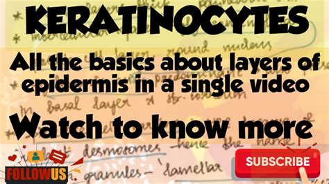 Structure And Function Of Epidermis Keratinocytes Youtube