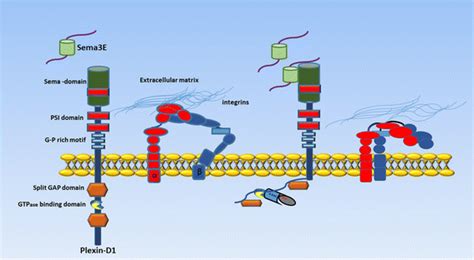 Schematic Representation Of Plexin D1 Semaphorin 3e Sema3e Axis In Download Scientific