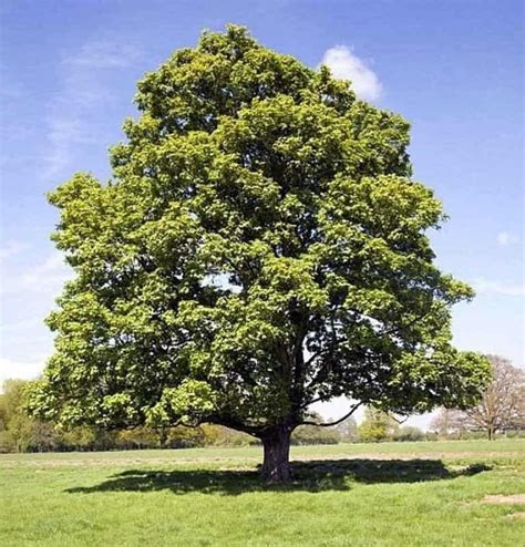 Sycamore Tree Features Uses Types And How To Grow