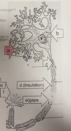 Diagrams Flashcards Quizlet
