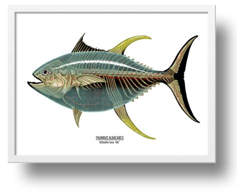 Lamurdis Official Blog Thunnus Albacares” By Nychos