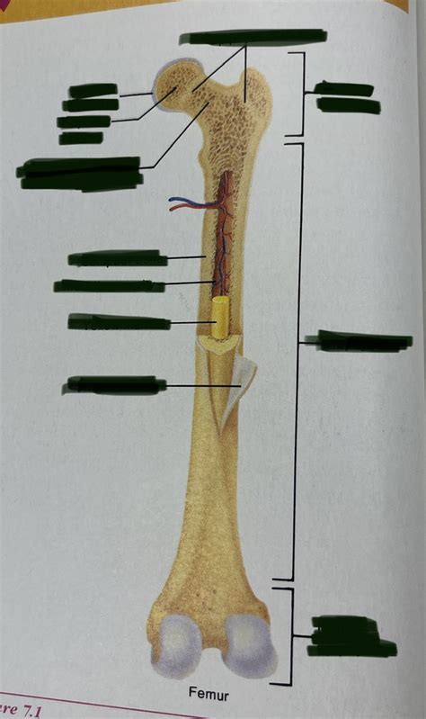 Anatomy Examples Of Long Bone At Marilyn Pierre Blog