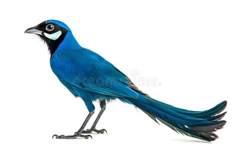 Vibrant Blue Bird With Long Tail Feathers On White Background Stock