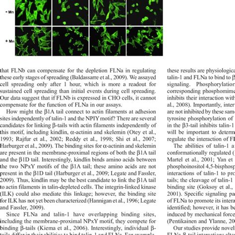 Talin 1 Is Required Downstream Of Integrin Activation For Outside In Download Scientific