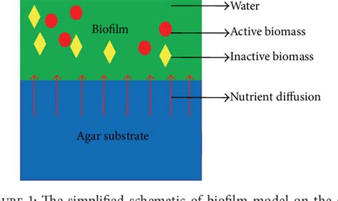 Figure 1 From Modeling Of The Bacillus Subtilis Bacterial Biofilm Growing On An Agar Substrate