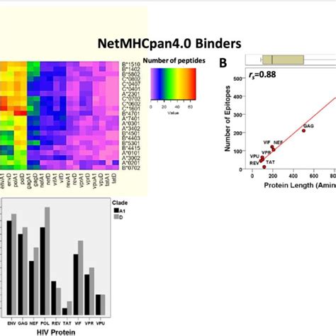 netmhcpan binder predictions a using our experimental peptide