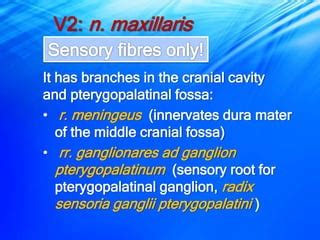 Trigeminal Nerve PPT