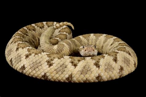 Different Types Of Rattlesnakes Species Pictures And Guide