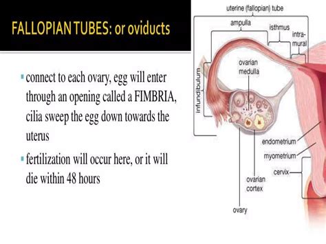 Anatomy Of Female Genital Tract Pptx Anatomy Of Female Genital Tract Pptx