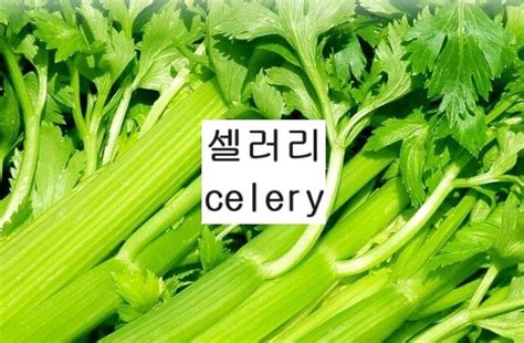신장콩팥에 좋은 셀러리celery 6가지 정보
