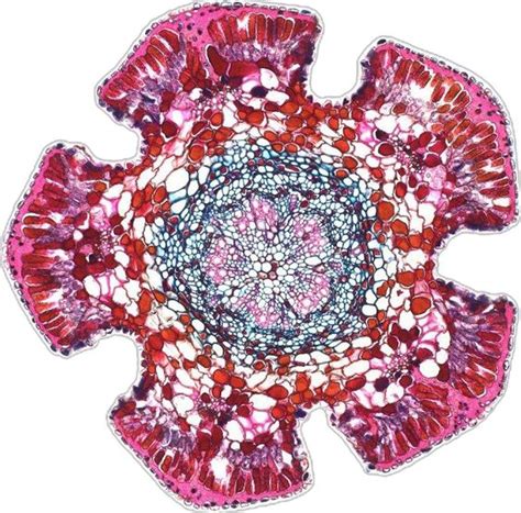 Filo Basidiomycota Coprinus