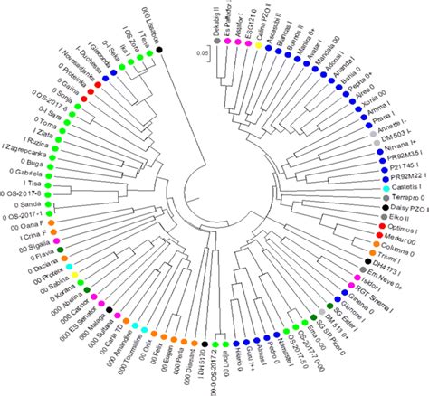 Upgma Dendrogram Of 97 European Soybean Genotypes Base On 42