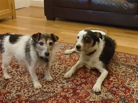 Rupert The Jrt And Mollie The Collie Cross Partners In Crime R