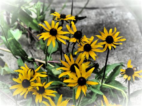 Wild Black Eyed Susans Milltown Indiana—olympus Dramatic … Flickr