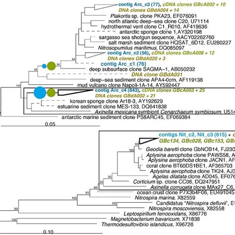 Phylogenetic Analysis Maximum Likelihood Algorithm Of 16s Rrna
