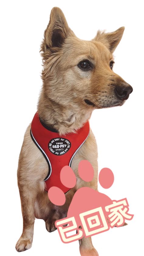 社團法人台灣珠式浪浪中途協會網站系統