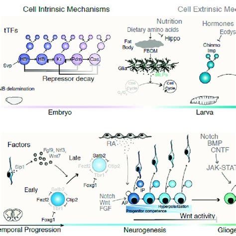 Temporal Patterning In Drosophila And In The Mammalian Cerebral Cortex Download Scientific