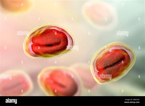 Threadworm Enterobius Vermicularis Eggs Containing Worm Larvae
