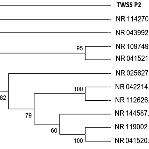 phylogenetic tree reconstructed applying maximum likelihood method and