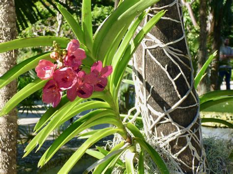 The Extraordinary Evolution Of Epiphytic Orchids Laidback Gardener