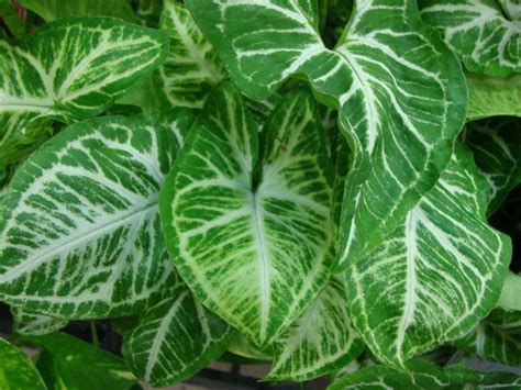 Syngoniums Plant Care And Collection Of Varieties