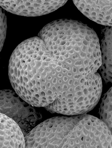 Brassica Campestris Brassicaceae Image 9767 At