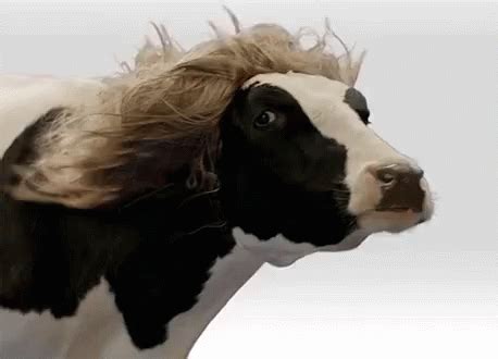 Fabulous  Good Hair Day Cow Hair Discover And Share S