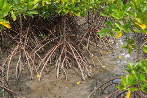 Closeup Of Mangrove Roots In Dense Estuary Beach Forest During Low Tide Rayong Thailand