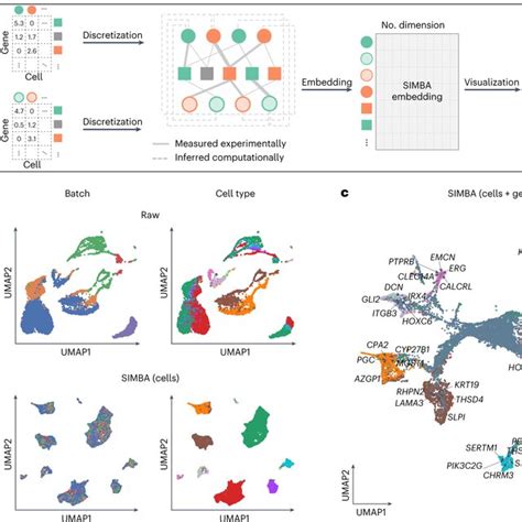 Batch Correction Analysis Of Scrna Seq Data Using Simba A Simba Graph