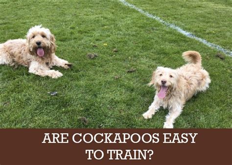 Cockapoo Training Tips First Time Owners Puppies