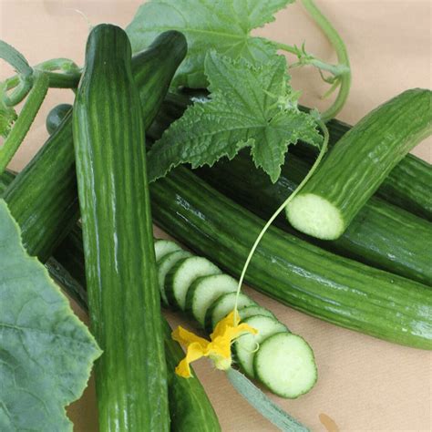 English Cucumber Cucumbers Berlin Seeds