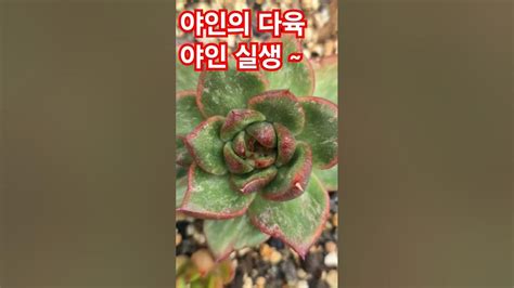 휴일 마무리 잘 하시고 꿀잠요~ 임영웅 파종이 실생 다육 다유기 다육이 다육식물 반려식물 다육판매 다육이판매 다육이키우기 다육인스타그램 매혹이 청주