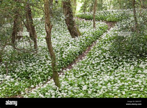 Masses Of Wild Garlic Plants In Full Bloom Flowering Beneath Canopy Of
