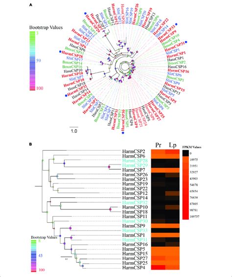 A The Phylogenetic Tree Of Csps From Lepidoptera Species The Csps