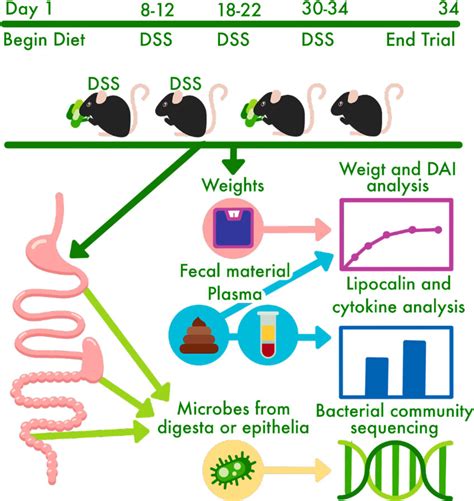 Experimental Design Schematic For A Chronic Model Of Ulcerative Colitis Download Scientific