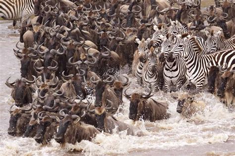 Unmissable Things During The Great Wildebeest Migration From Arusha See Africa Today