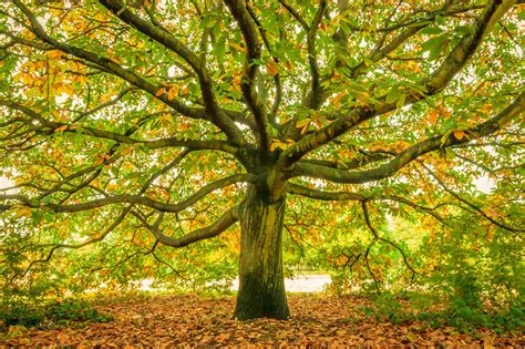 Our Impact The Tree Council
