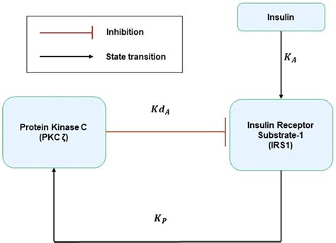 negative feedback motif to determine integral controller in insulin