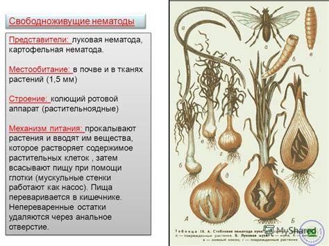 Презентация на тему: "Тип круглые черви ПАРАЗИТИЧЕСКИЕ СВОБОДНОЖИВУЩИЕ ...