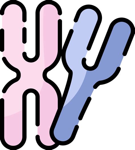 Female Chromosome Illustration Vector On A White Background 13488326