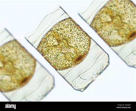 Algae Under Microscopic View Diatoms Phytoplankton Fossils Silica