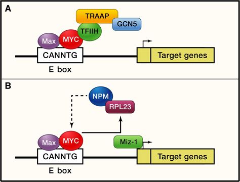 Myc On The Path To Cancer Cell