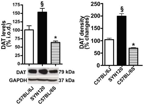 Dat Levels In The Striatum A Semiquantitative Analysis Of Dat Levels Download Scientific