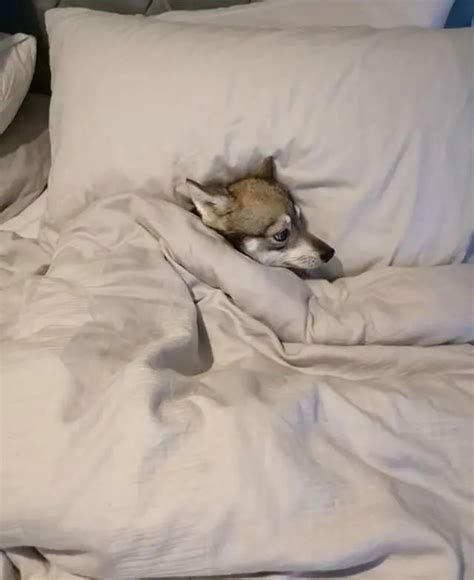 Lil Grayson Scrolller