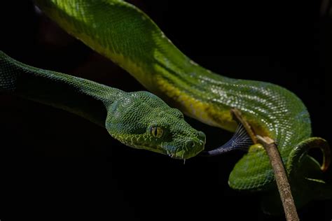 Sachamama — The Hopper Environmental Lit Poetry Art