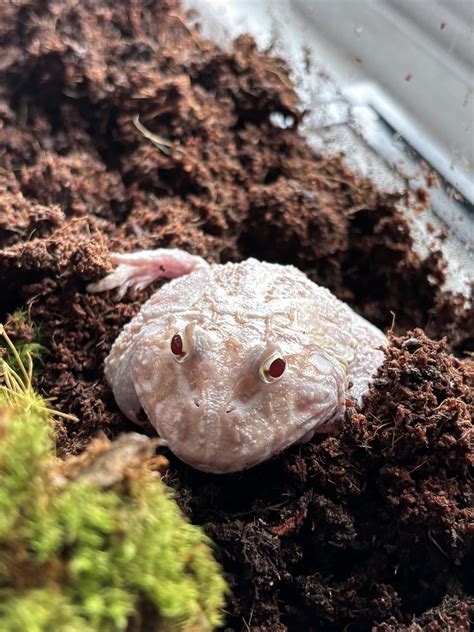 My New White Mutant Pacman Frog Rpacmanfrog