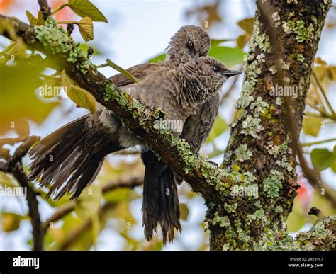 A Pair Black Lored Babblers Turdoides Sharpei Grooming Each Other On